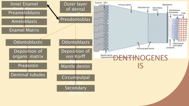 Pathophysiology of pulp | PPTX | Dental Health | Diseases and Conditions