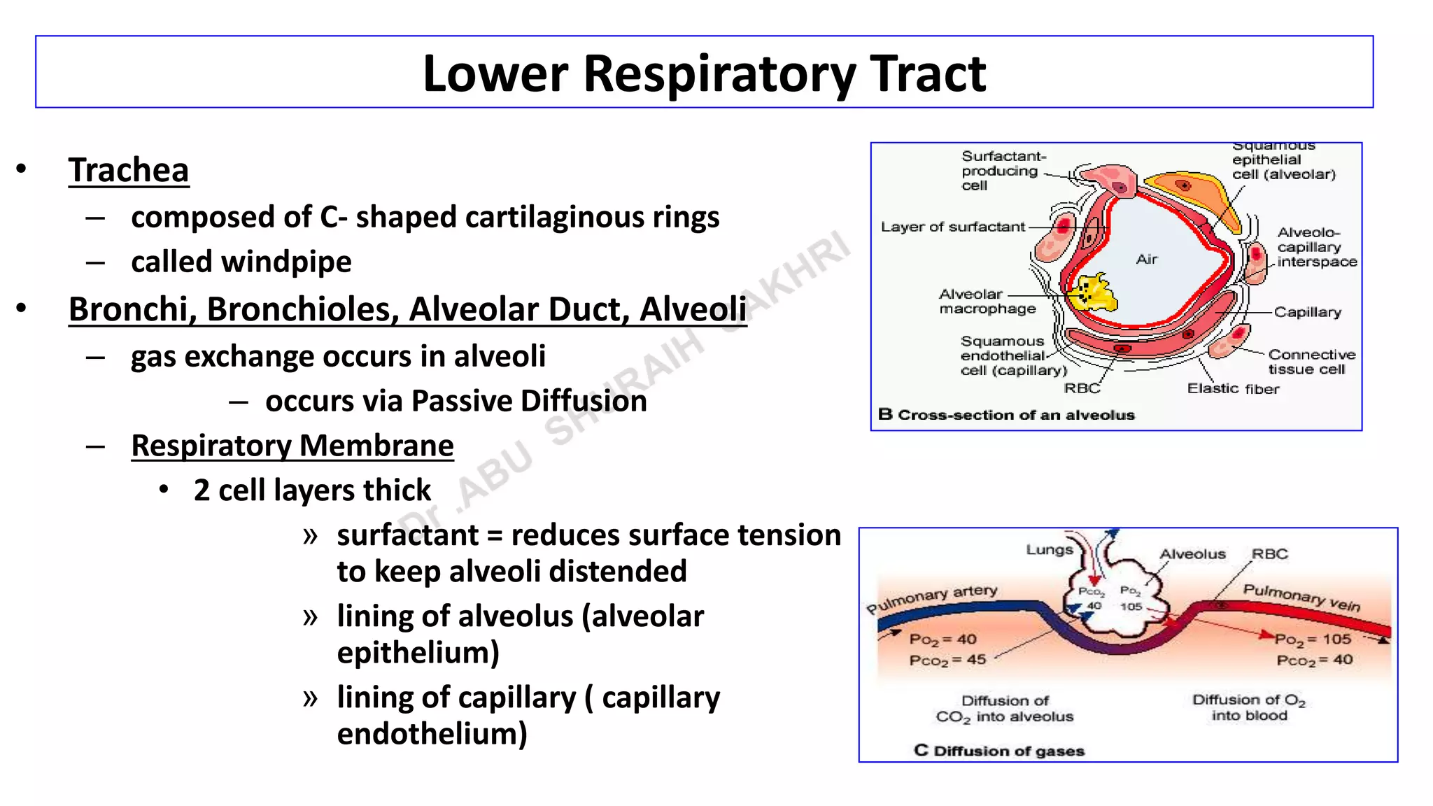 Pathophysiology Of Respiratory Disease | PPT