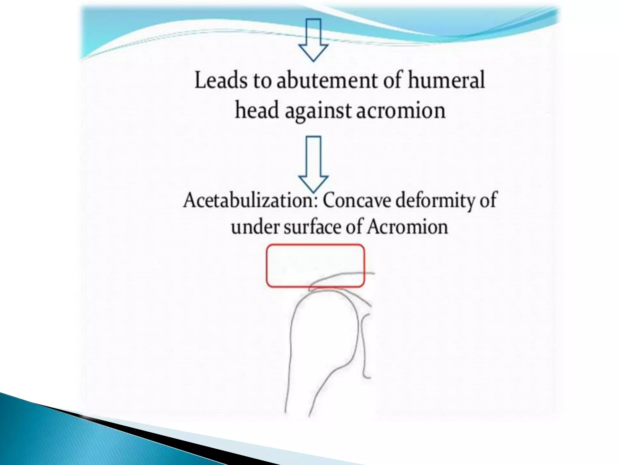 Pathophysiology of shoulder rotator cuff instability and repair | PPT