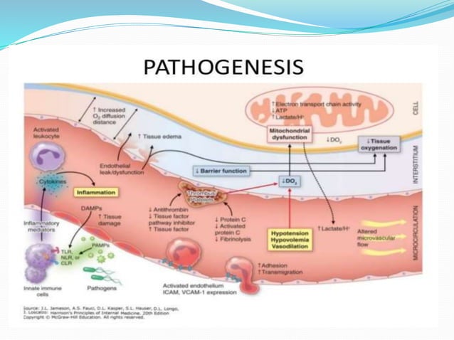Pathophysiology of shock | PPTX | Lung and Respiratory Health ...