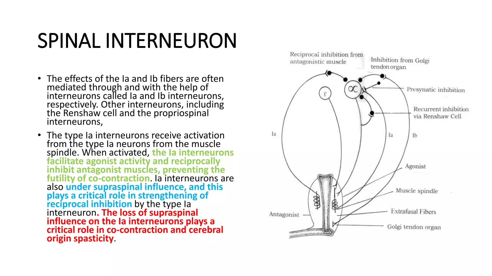 PATHOPHYSIOLOGY OF SPASTICITY.pptx