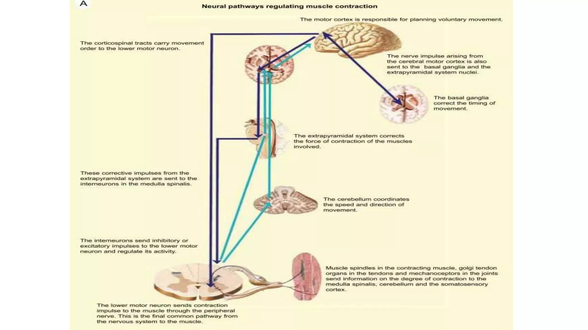 PATHOPHYSIOLOGY OF SPASTICITY.pptx