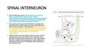 PATHOPHYSIOLOGY OF SPASTICITY.pptx