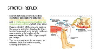PATHOPHYSIOLOGY OF SPASTICITY.pptx