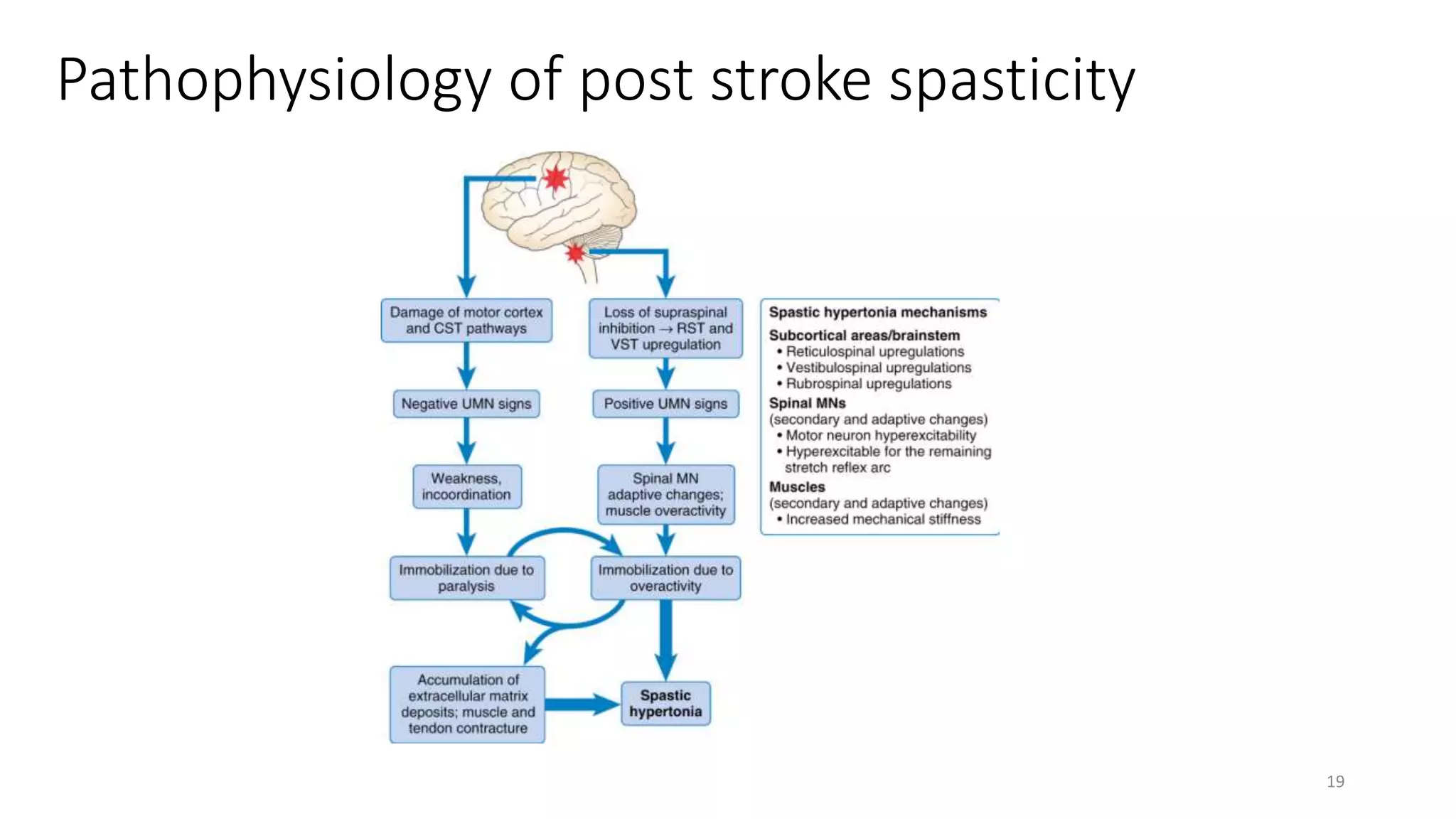 Pathophysiology of Spasticity | PPTX