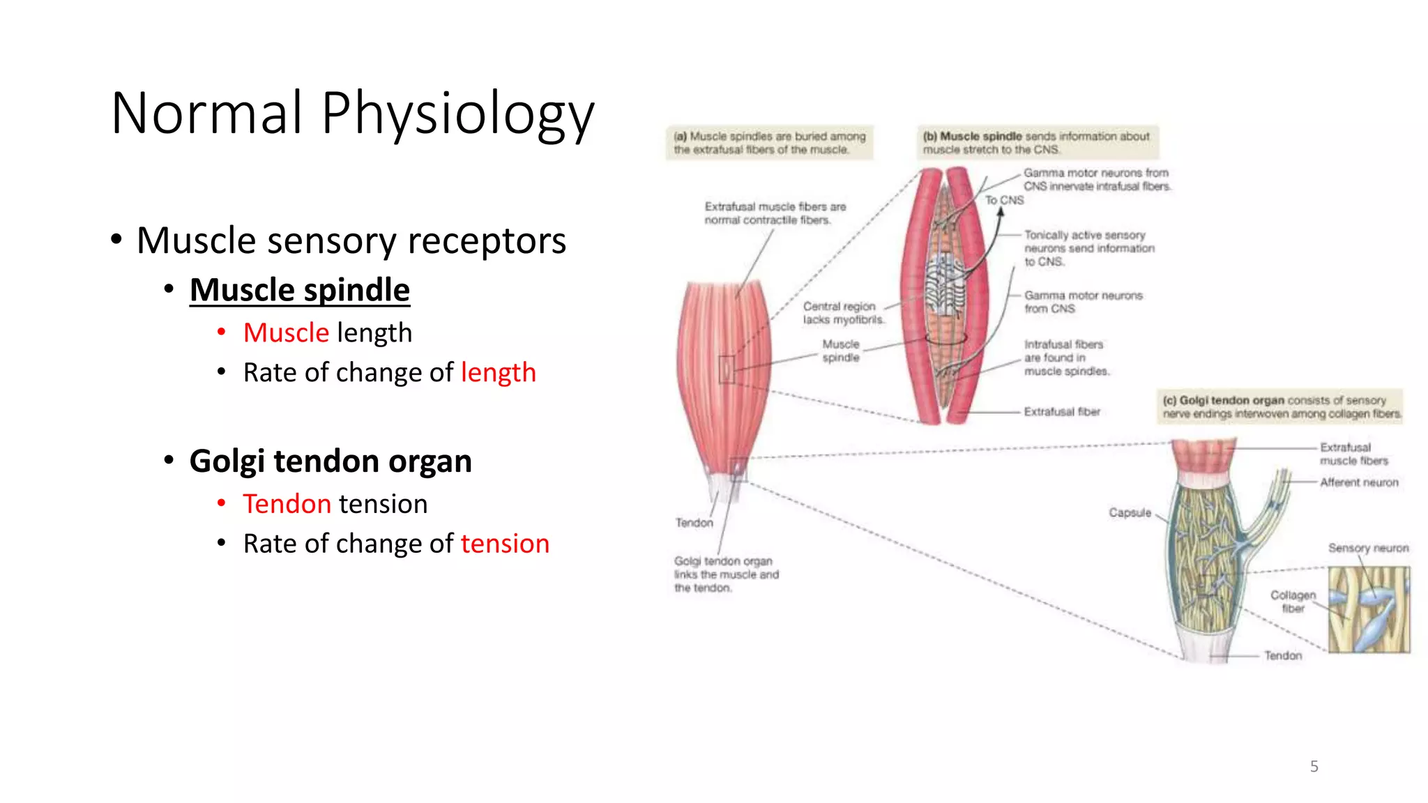 Pathophysiology of Spasticity | PPTX