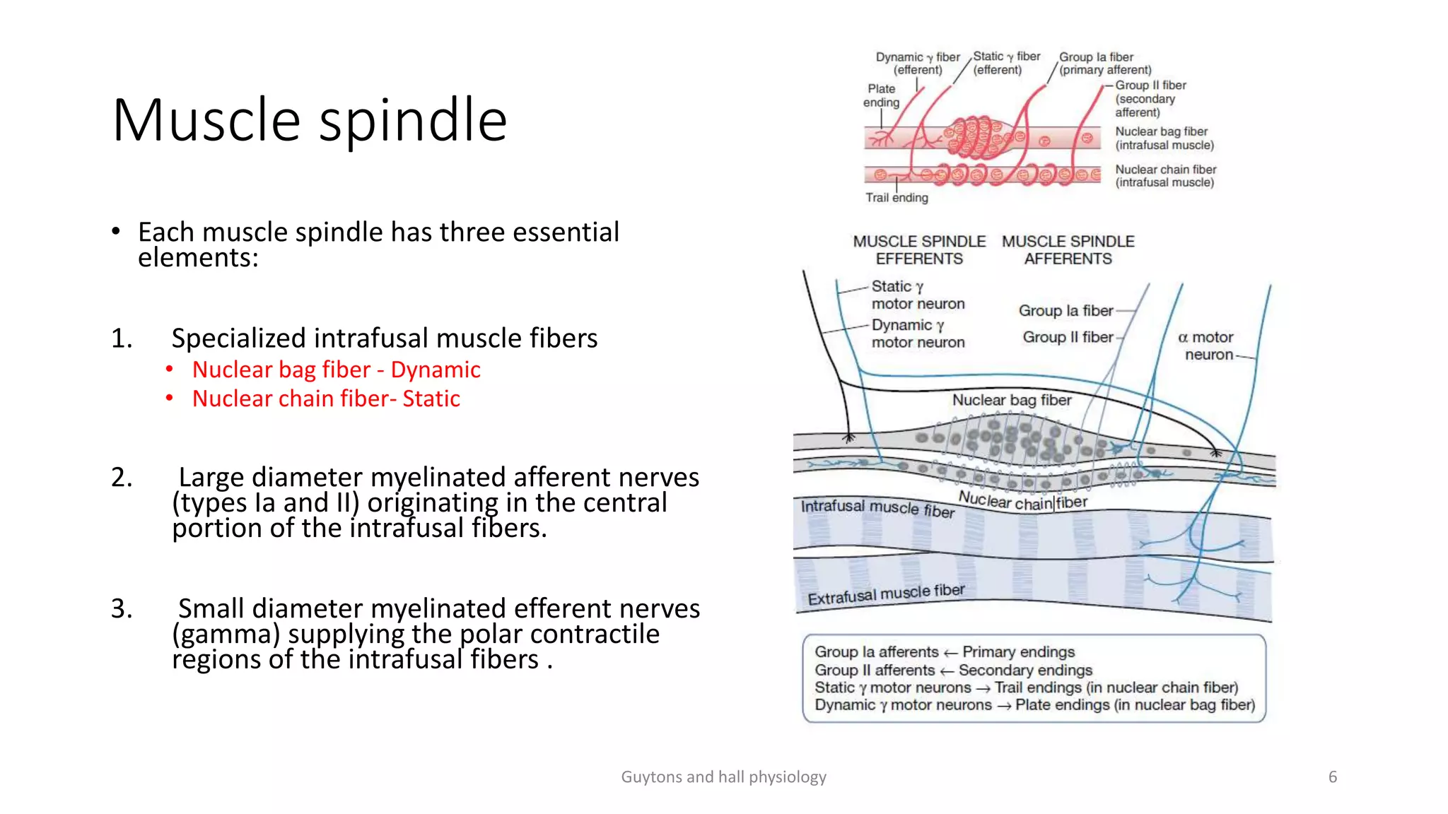Pathophysiology of Spasticity | PPTX