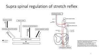 Pathophysiology of Spasticity | PPTX