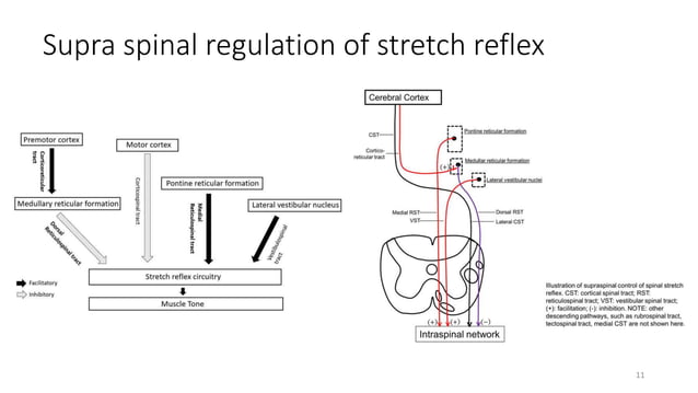Pathophysiology of Spasticity | PPTX