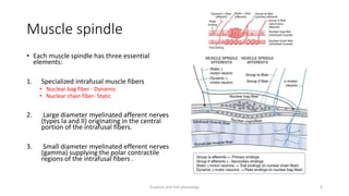 Pathophysiology of Spasticity | PPTX