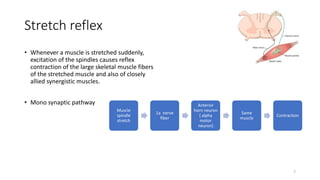 Pathophysiology of Spasticity | PPTX