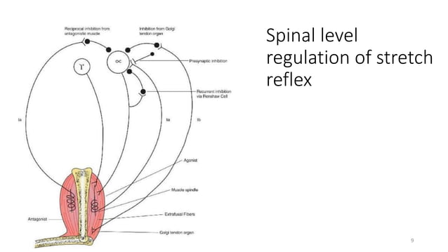 Pathophysiology of Spasticity | PPTX