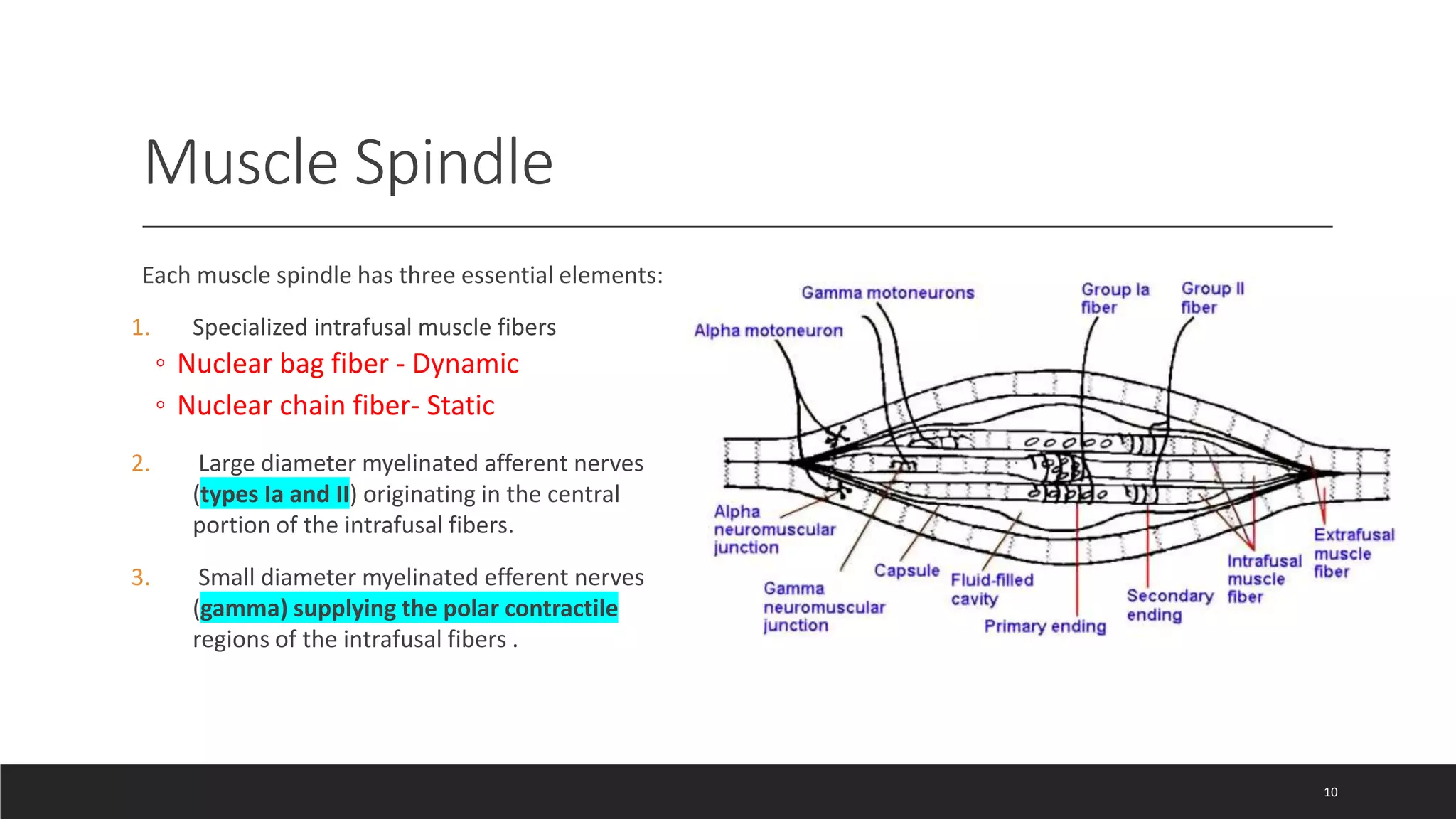 Pathophysiology of Spasticity | PPTX