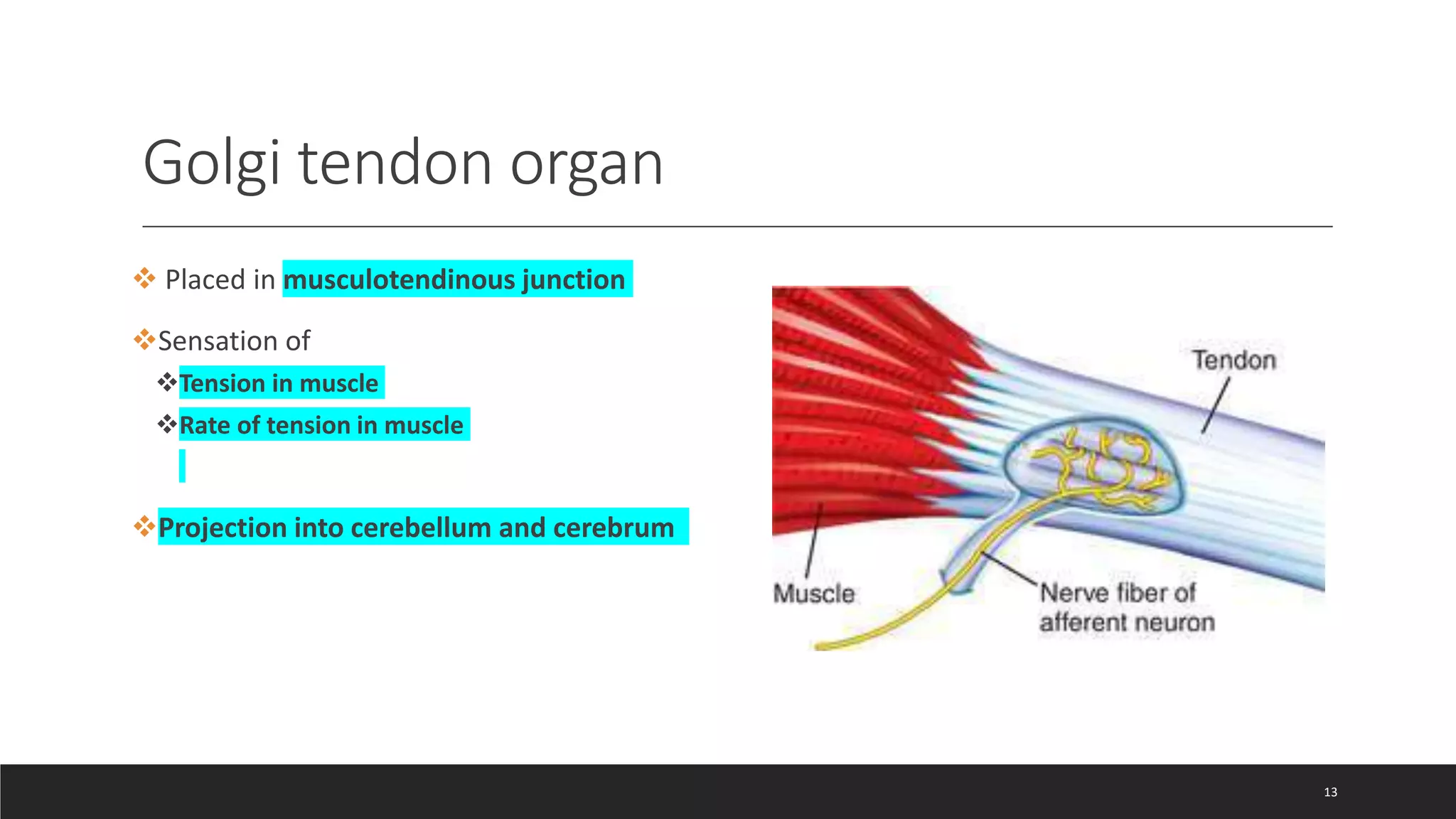 Pathophysiology of Spasticity | PPTX