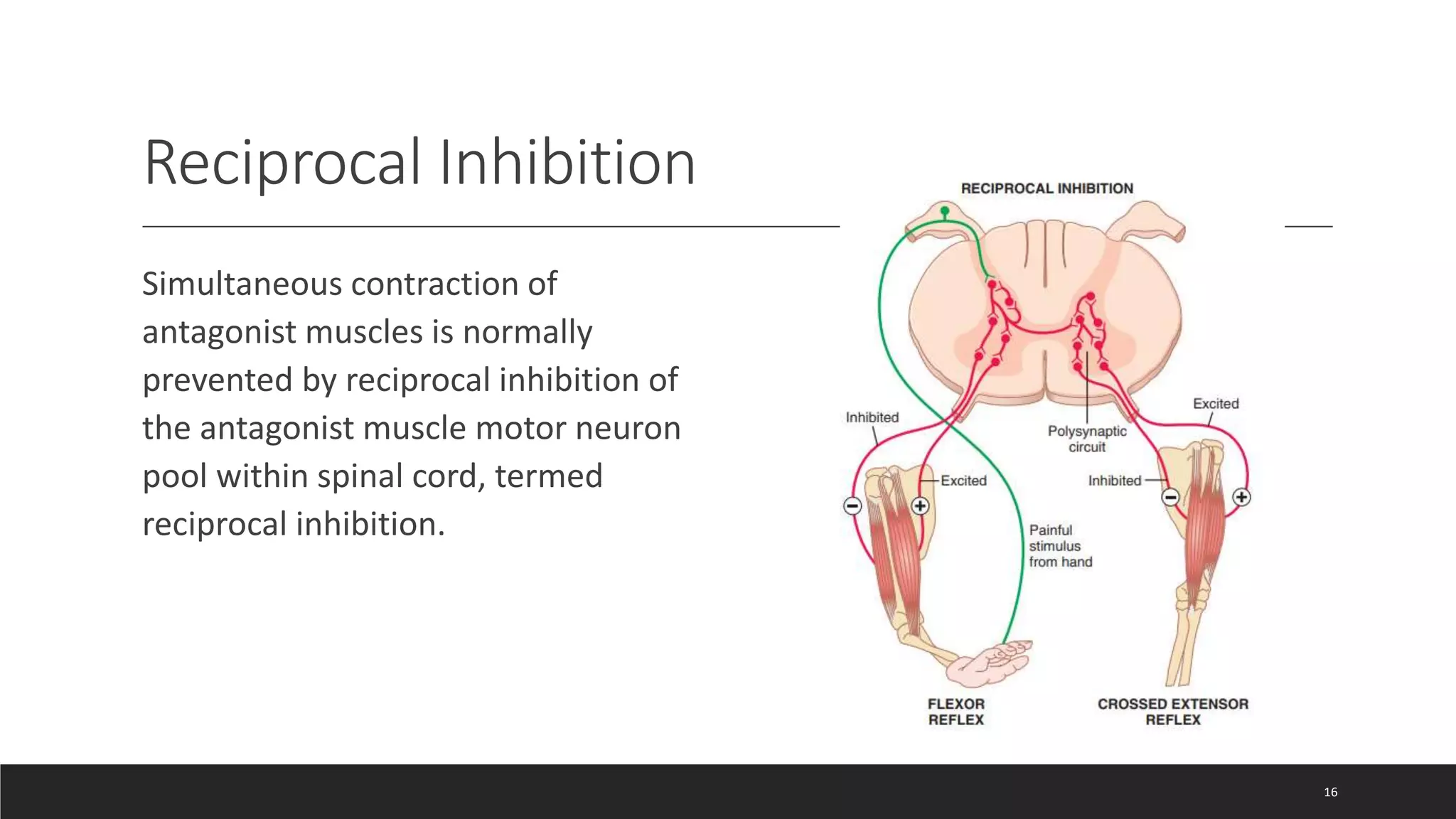Pathophysiology of Spasticity | PPTX