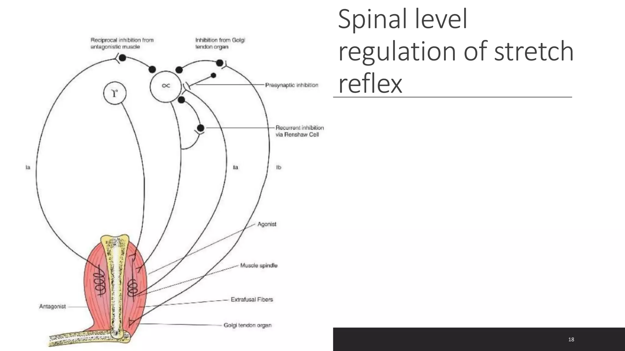Pathophysiology of Spasticity | PPTX