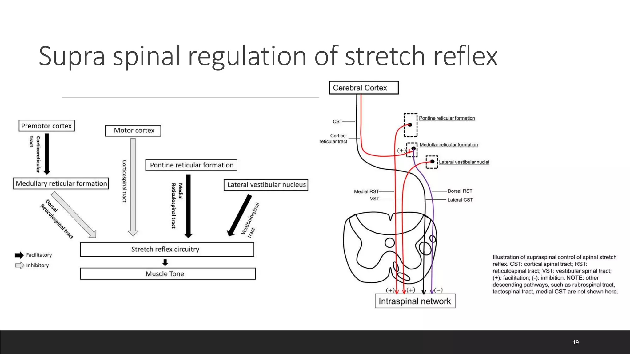 Pathophysiology of Spasticity | PPTX