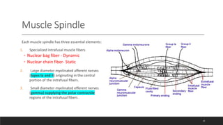 Pathophysiology of Spasticity | PPTX