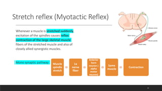 Pathophysiology of Spasticity | PPTX