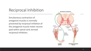 Pathophysiology of Spasticity | PPTX