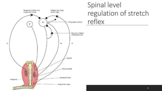 Pathophysiology of Spasticity | PPTX