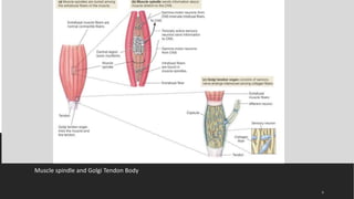 Pathophysiology of Spasticity | PPTX