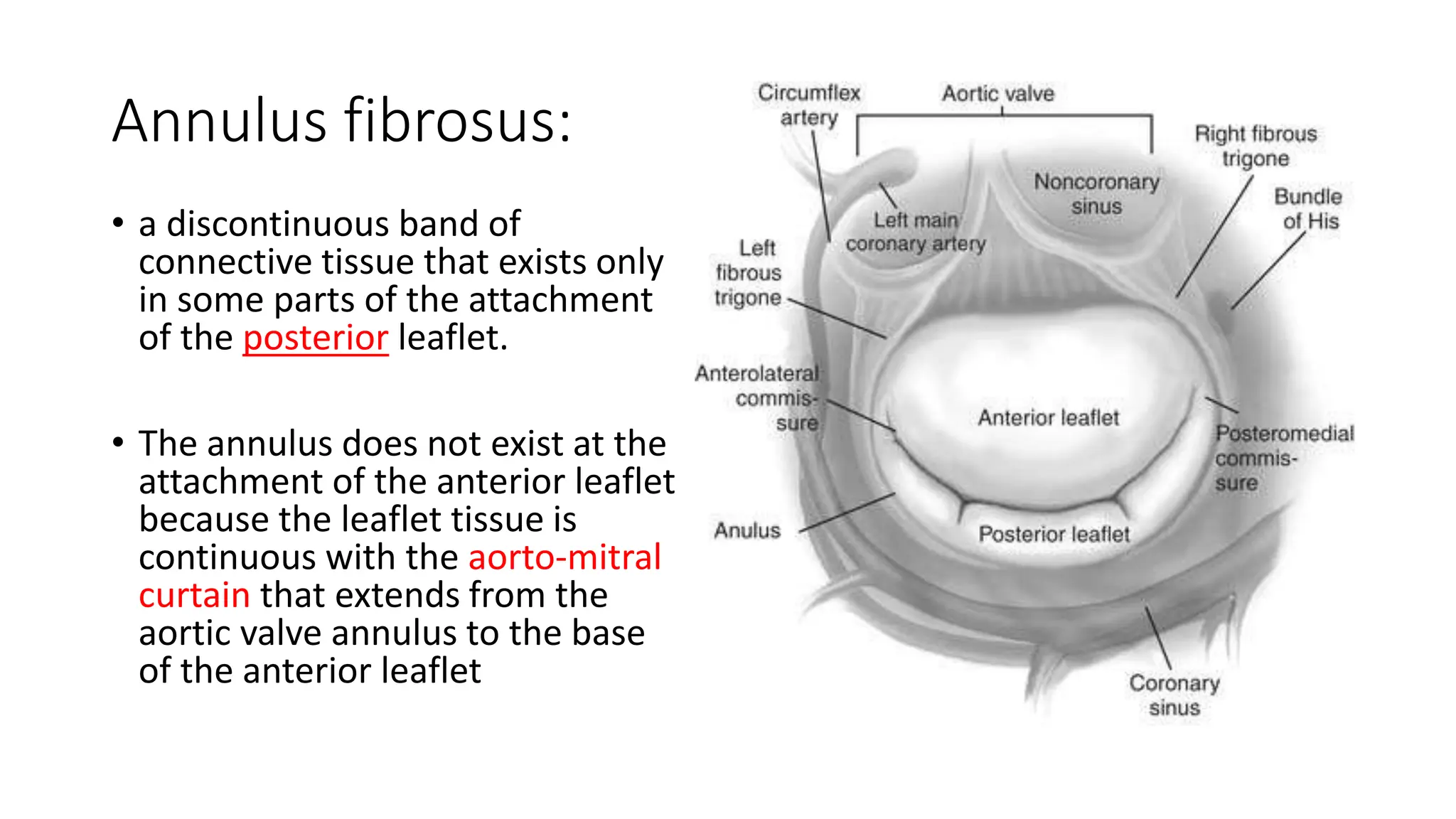 Pathophysiology of the Mitral Valve .pptx