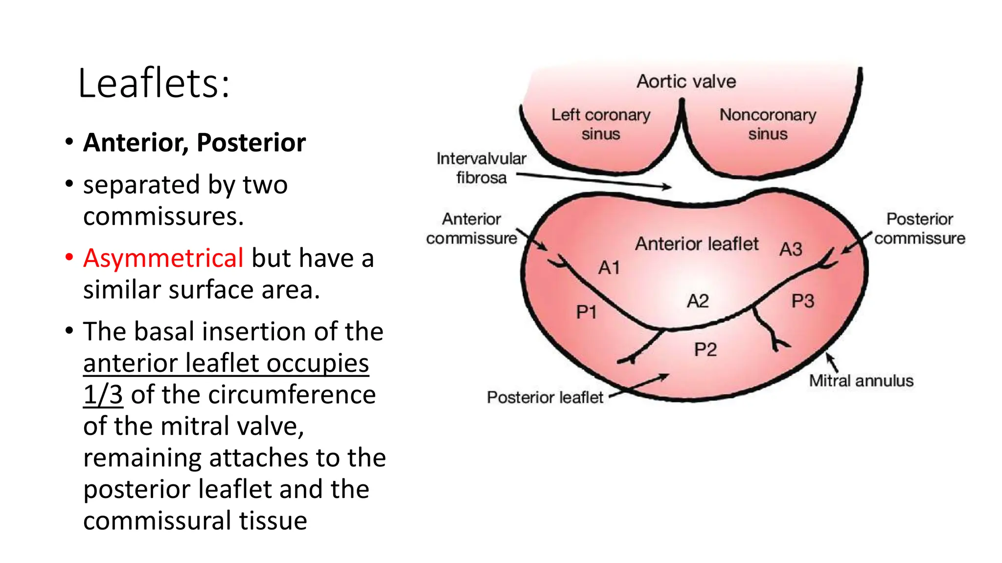 Pathophysiology of the Mitral Valve .pptx