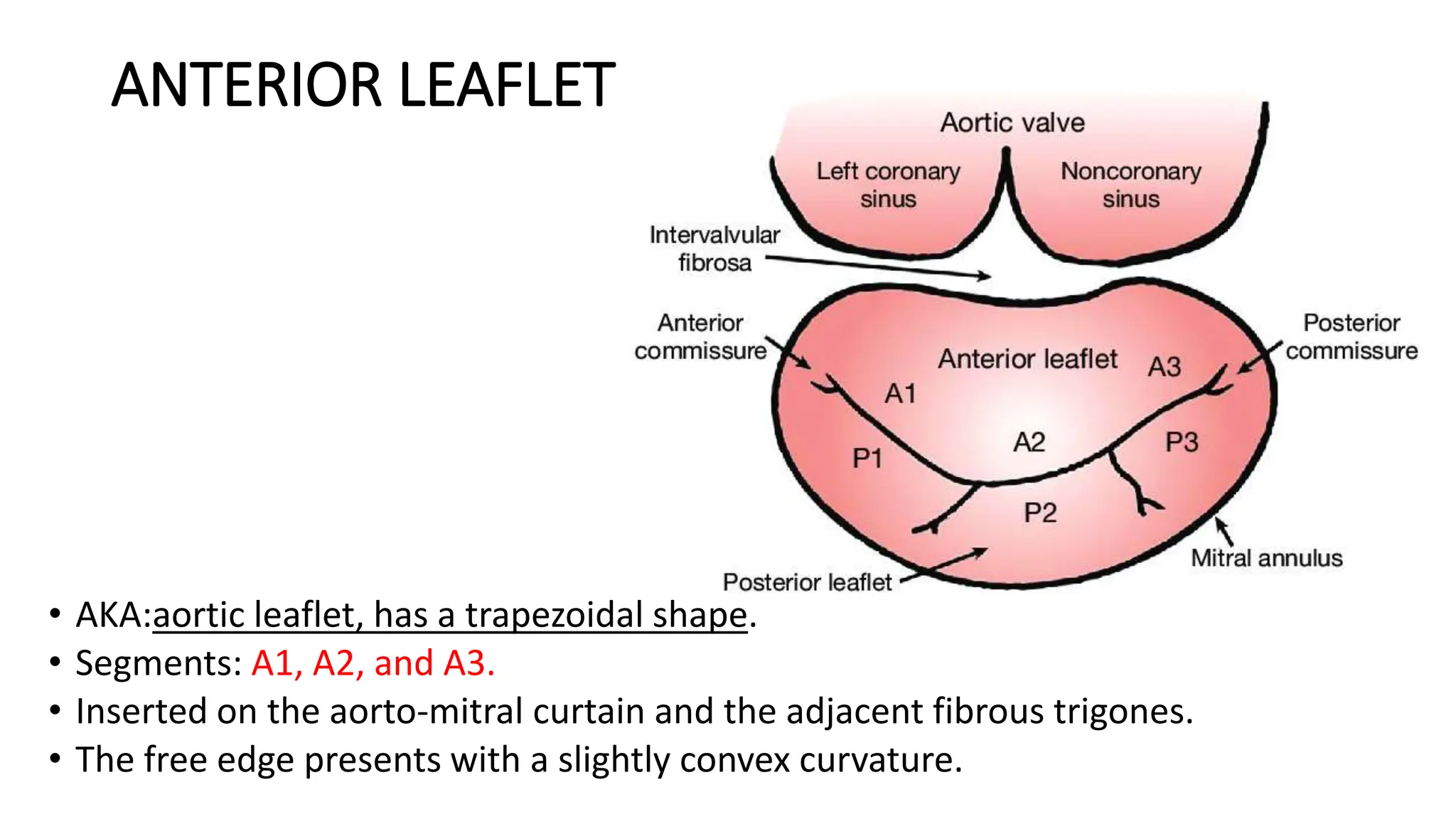 Pathophysiology of the Mitral Valve .pptx
