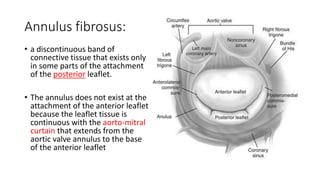 Pathophysiology of the Mitral Valve .pptx