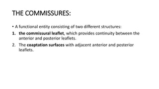 Pathophysiology of the Mitral Valve .pptx