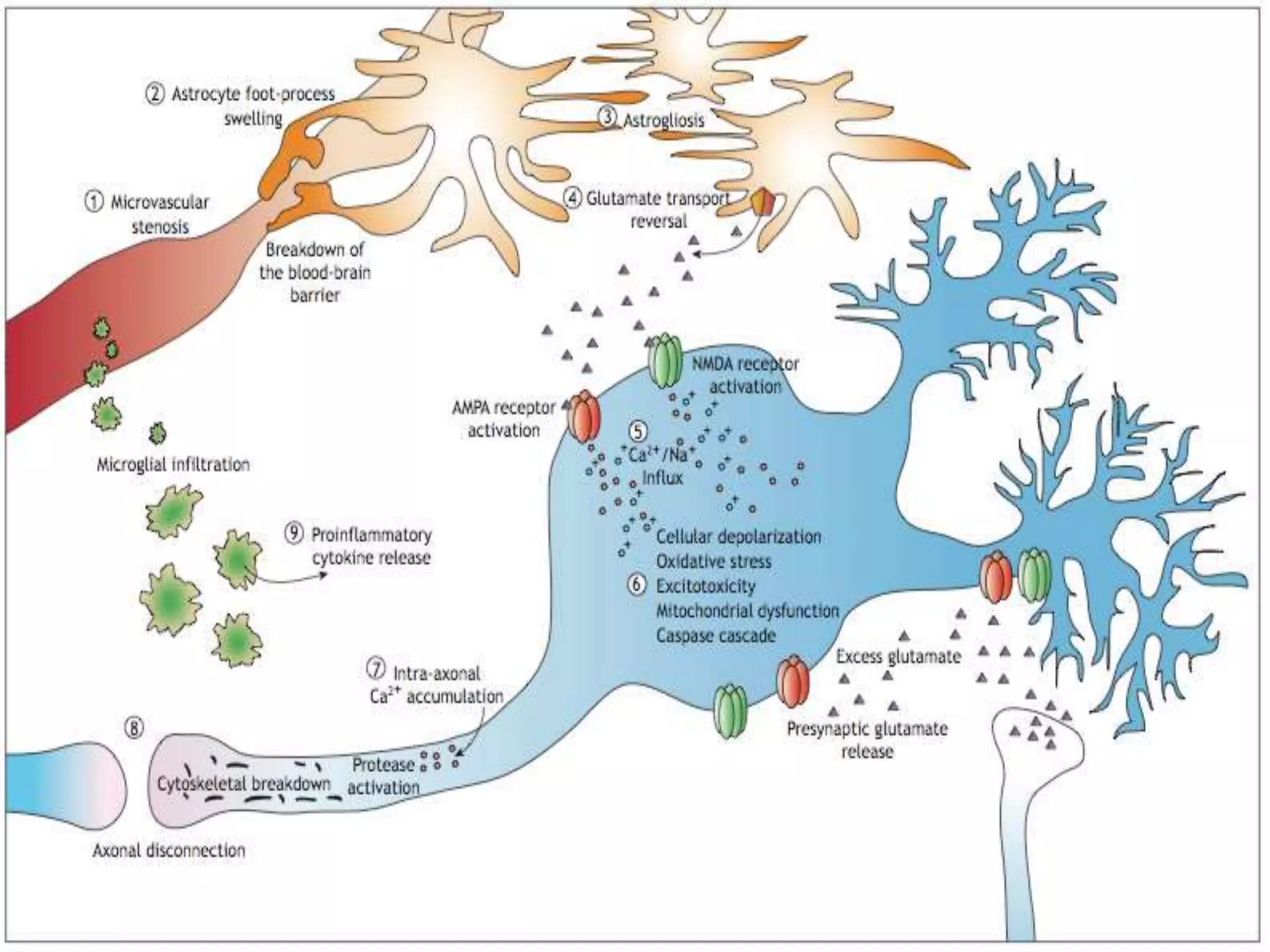 Pathophysiology of traumatic brain injury | PPTX