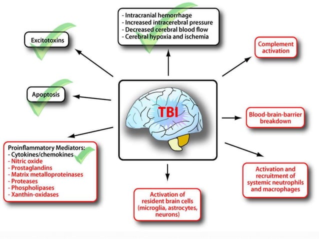 Pathophysiology of traumatic brain injury | PPTX | Death, Injury, or ...
