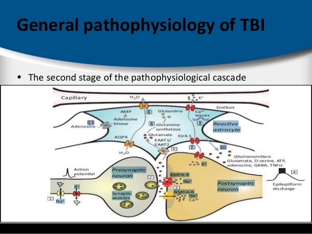 Pathophysiology of traumatic brain injury