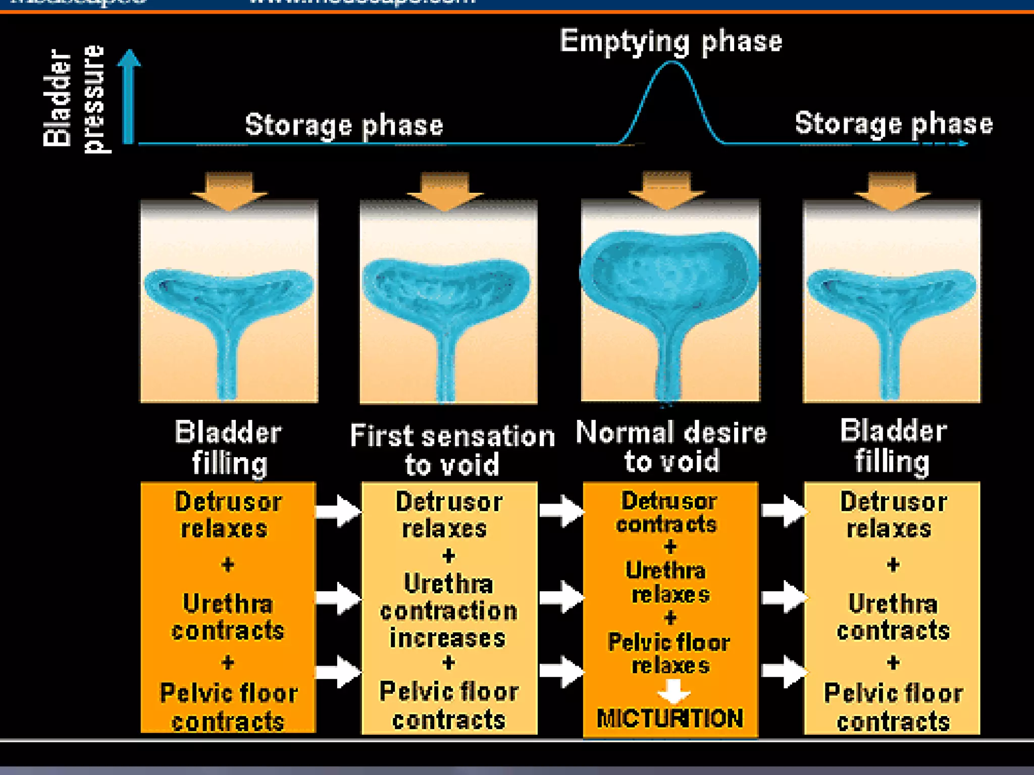 Pathophysiology of urinary incontinence | PPTX