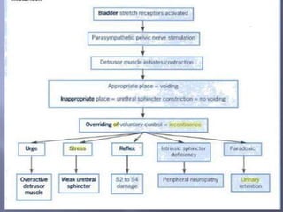 Pathophysiology of urinary incontinence | PPTX