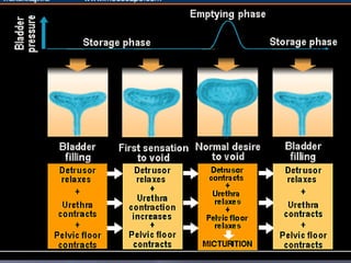 Pathophysiology of urinary incontinence | PPTX
