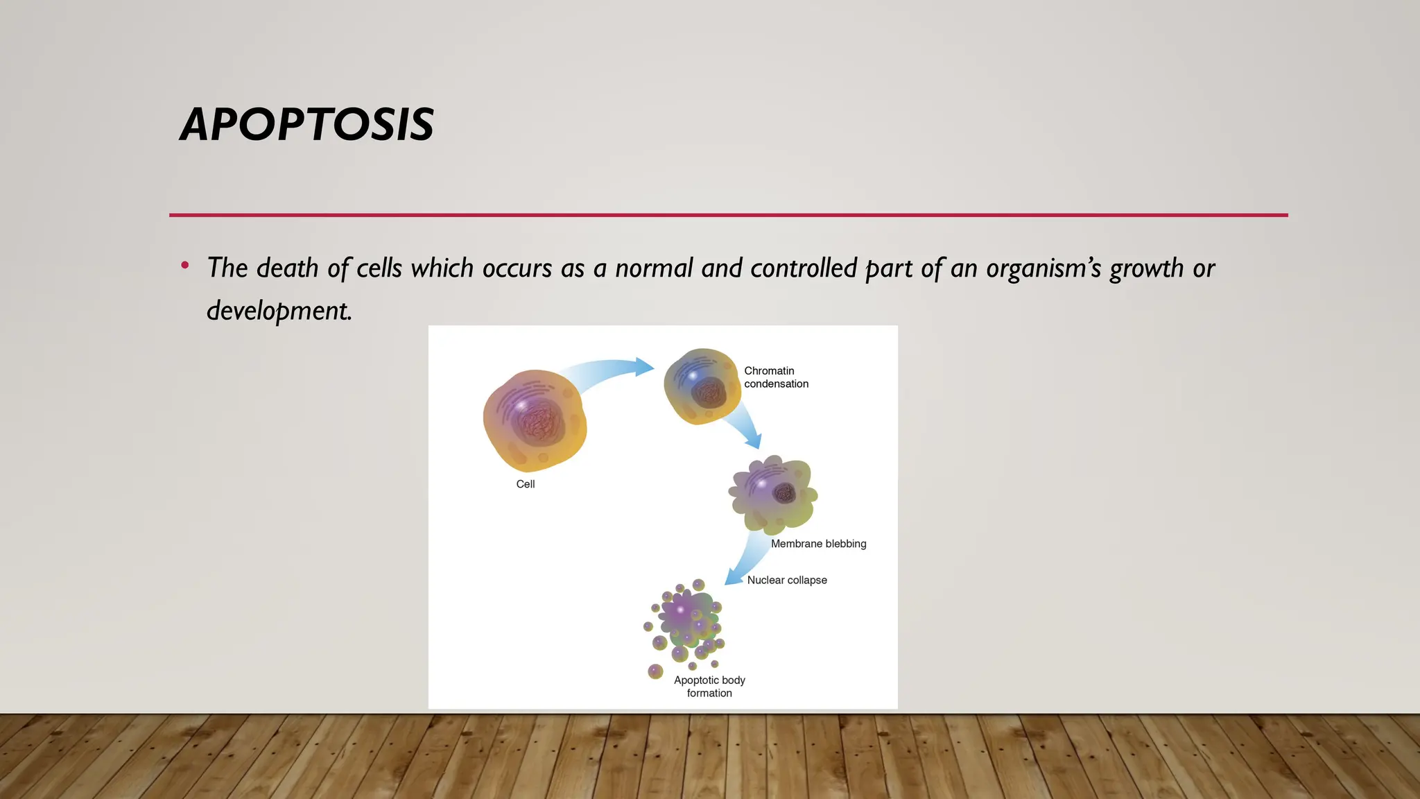 pathophysiology mitochondrial mechanism of apoptosis | PPTX