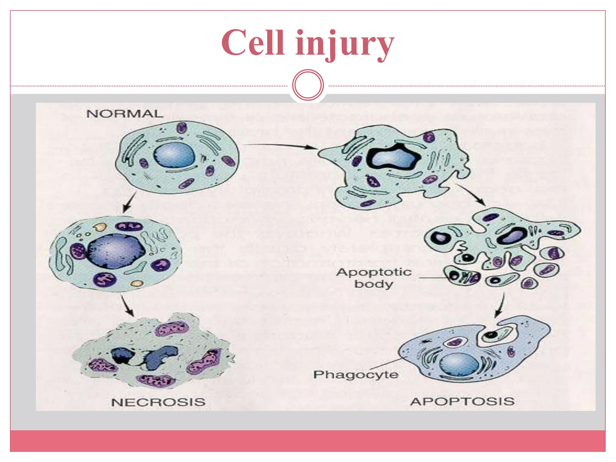 Pathophysiology Unit-I. Power Presentation | PPTX