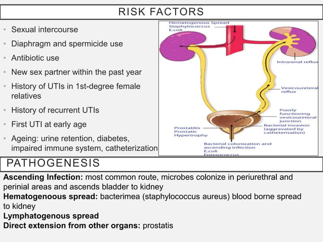 Pathophysiology urinary tract infections | PPTX | Infectious Diseases ...