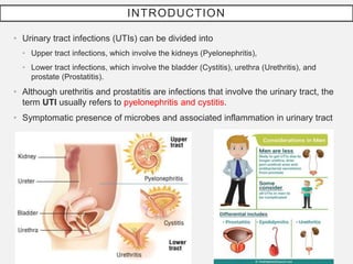 Urinary Tract Infection Pathophysiology Diagram