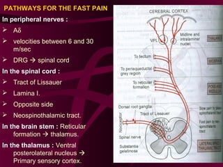 Pathophysio of pain | PPT