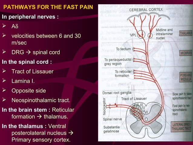 Pathophysio of pain | PPT | Brain and Nervous System Disorders ...