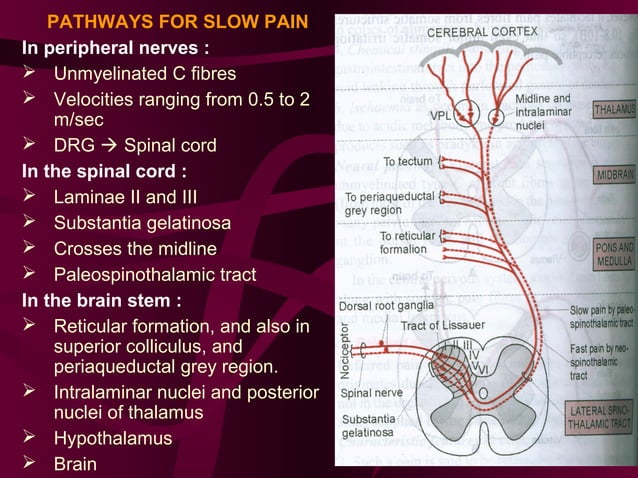 Pathophysio of pain | PPT | Brain and Nervous System Disorders ...