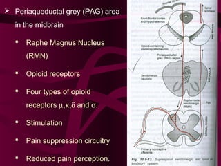 Pathophysio of pain | PPT