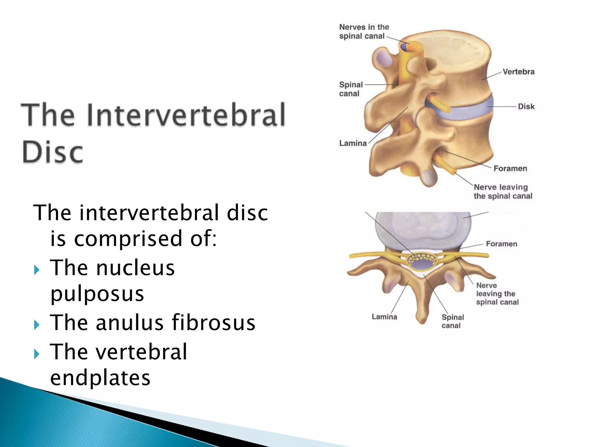 Pathophysiology of low back pain | PPTX