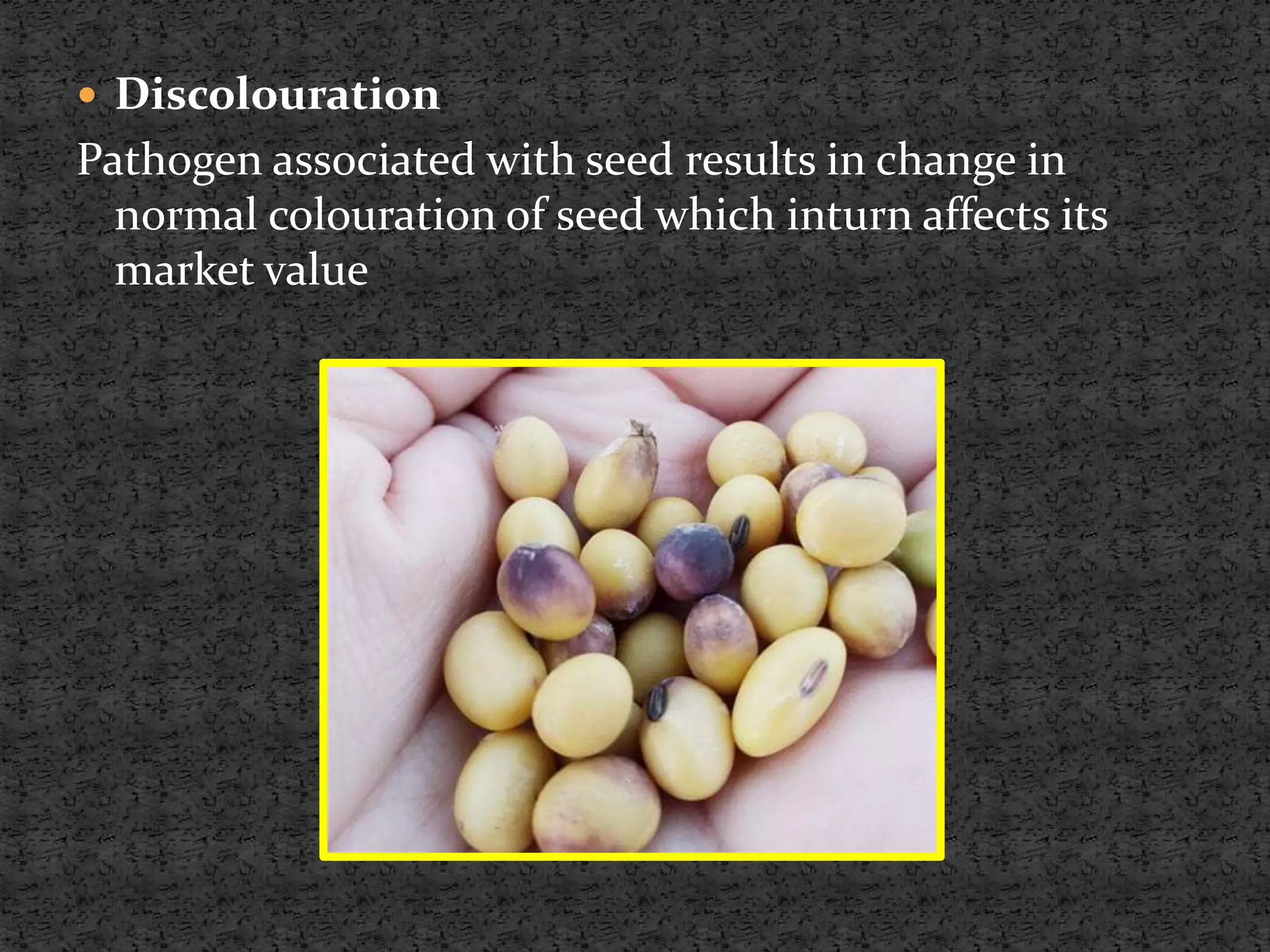 Seed certification and type of losses caused by seed borne diseases in ...
