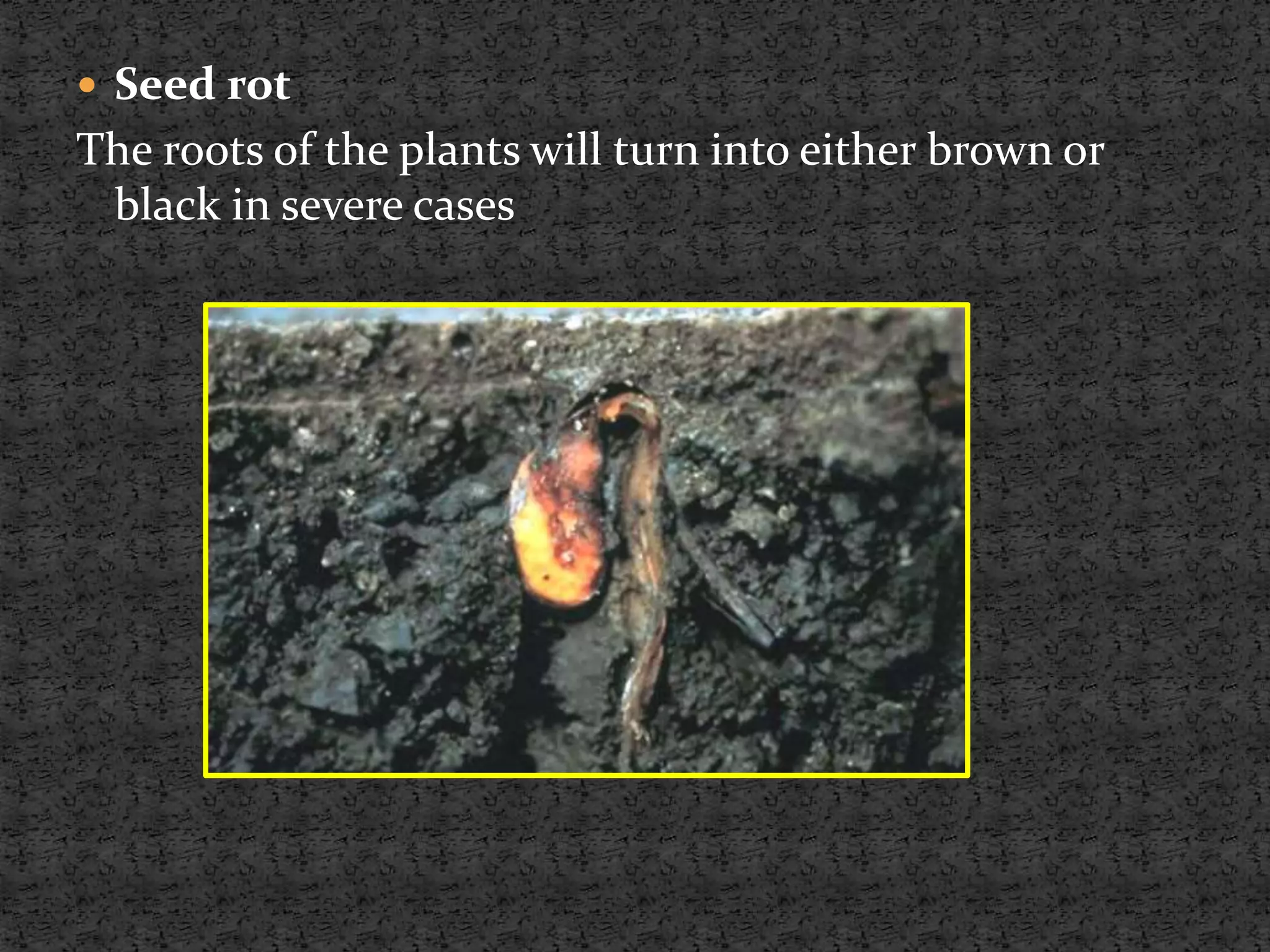 Seed certification and type of losses caused by seed borne diseases in ...