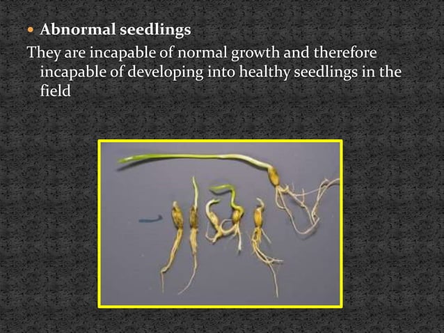 Seed certification and type of losses caused by seed borne diseases in ...