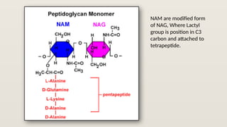 Biosynthetic pathway - Gluconeogenesis, Peptidoglycan synthesis | PPTX